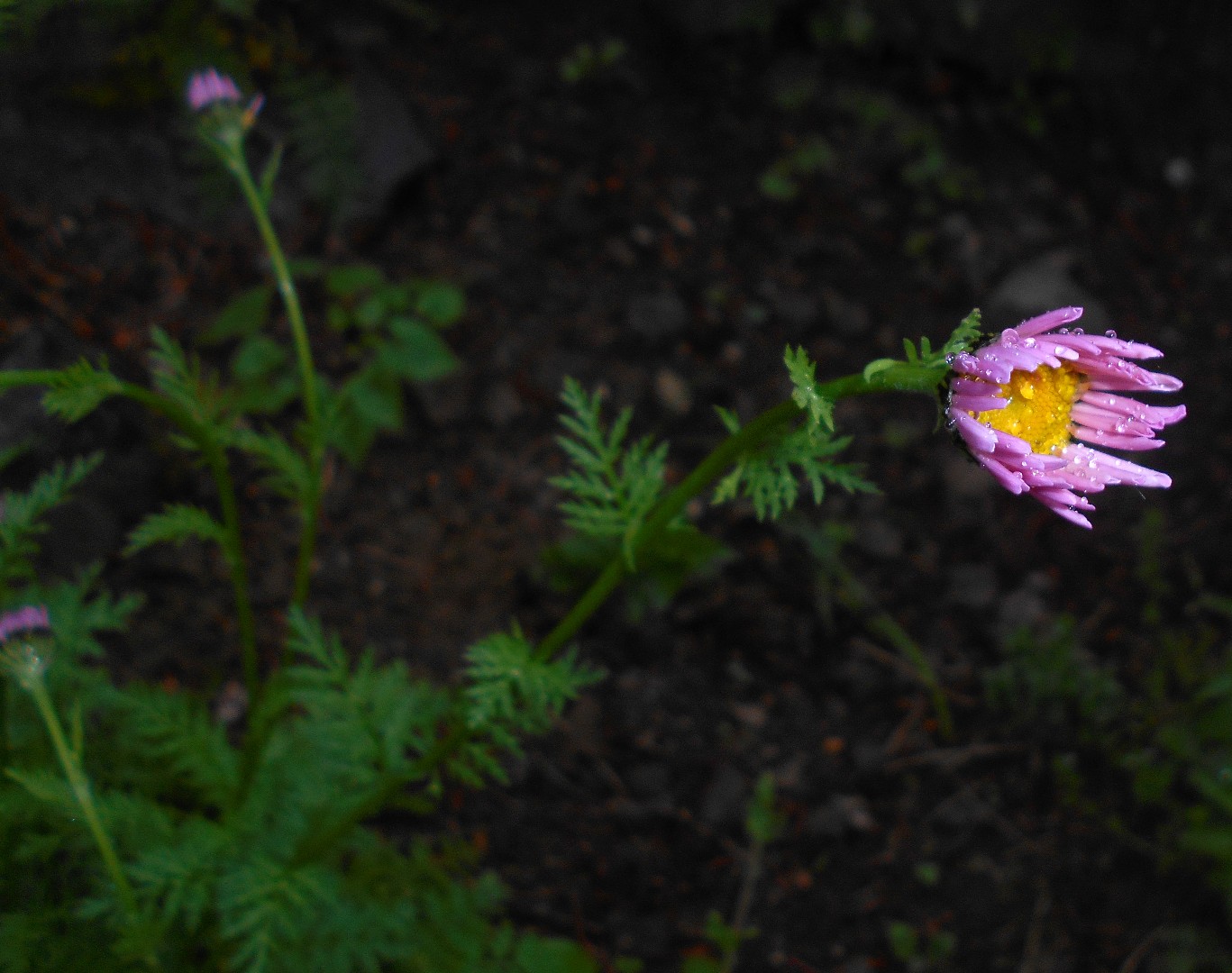 Pyrethrum Care (Watering, Fertilize, Pruning, Propagation) - PictureThis