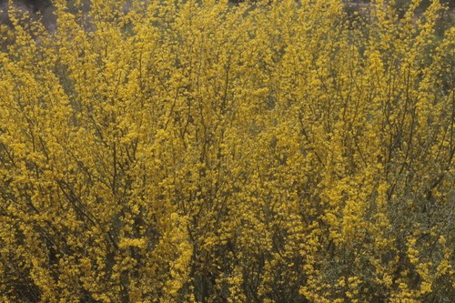 Árbol del manteco (Parkinsonia praecox) - PictureThis