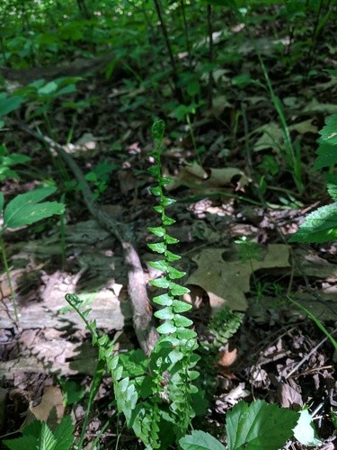 How to Plant and Grow Ebony spleenwort(Asplenium platyneuron)