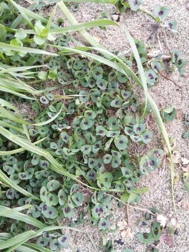 Spotted medick (Medicago arabica) Flower, Leaf, Care, Uses - PictureThis