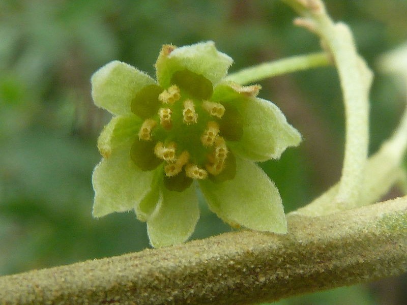 Acharia (Achariaceae) Flower, Leaf, Care, Uses - PictureThis