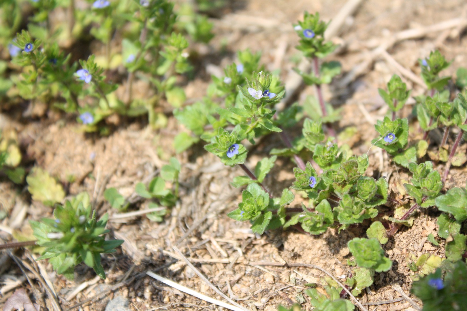 Feld-ehrenpreis (Veronica arvensis) - PictureThis