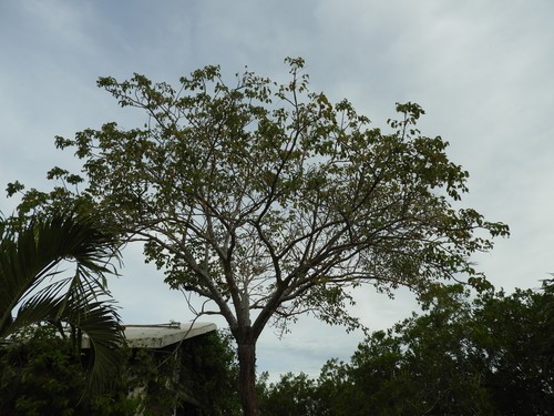 How to Plant and Grow Gumbo limbo(Bursera simaruba)