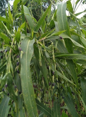 Lágrimas de Job (Coix lacryma-jobi) - PictureThis