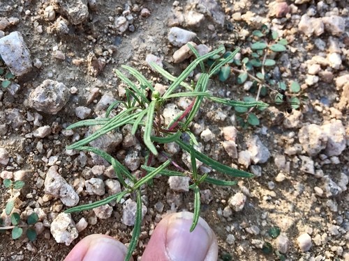 Manybristle chinchweed (Pectis papposa) Flower, Leaf, Care, Uses ...