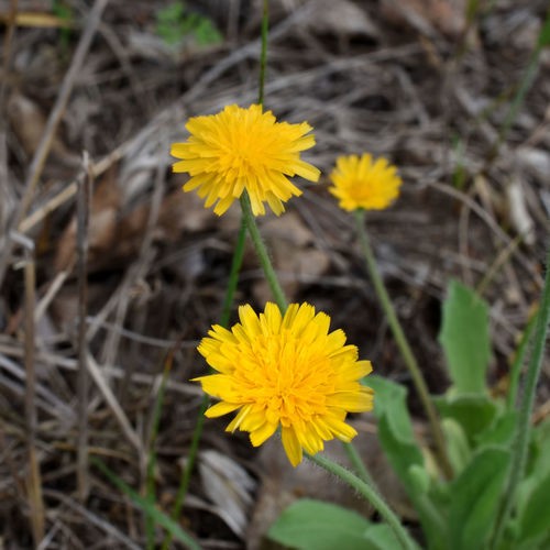 Krigia Flower, Leaf, Care, Uses - PictureThis