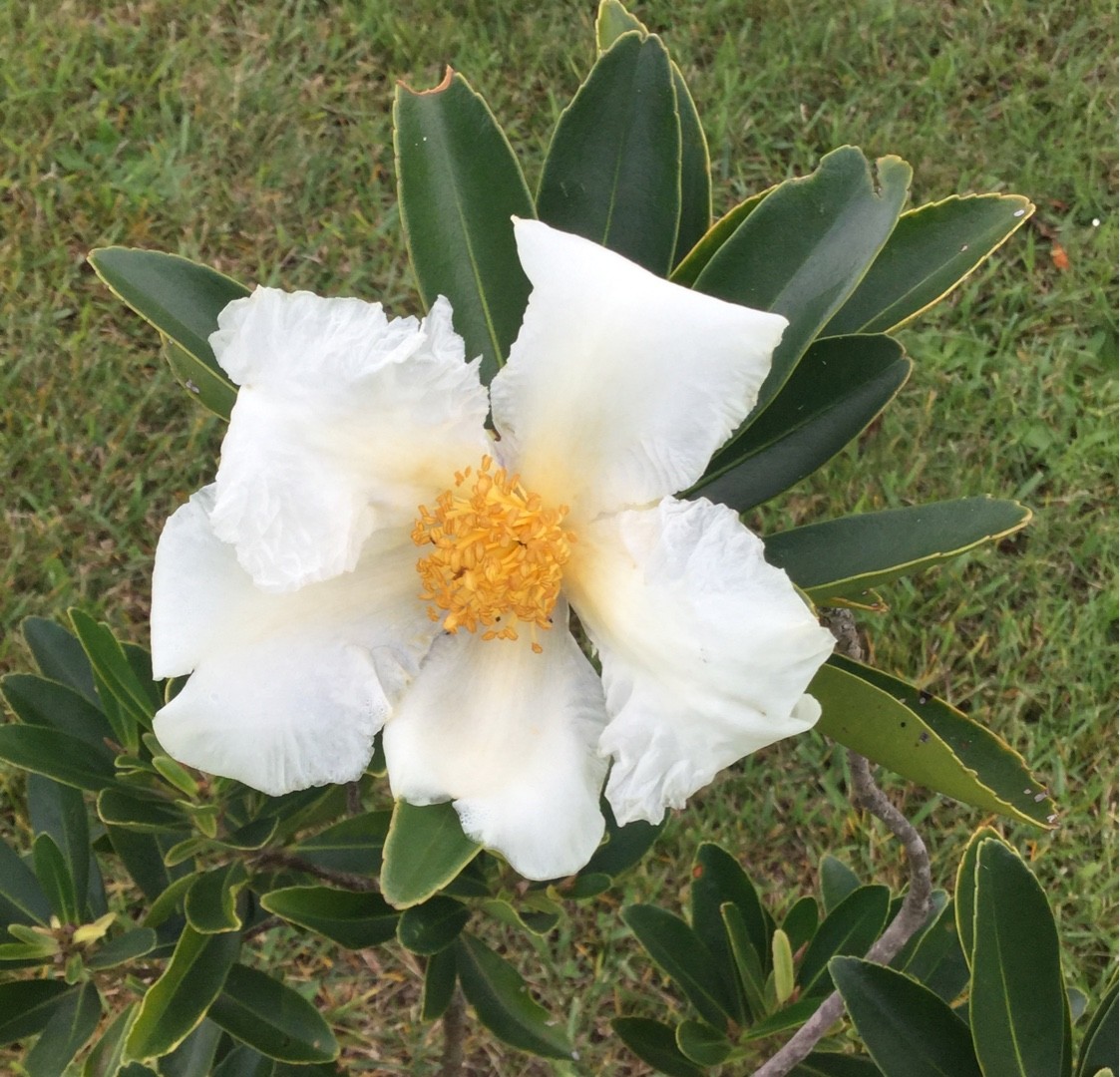 Polyspora axillaris - PictureThis