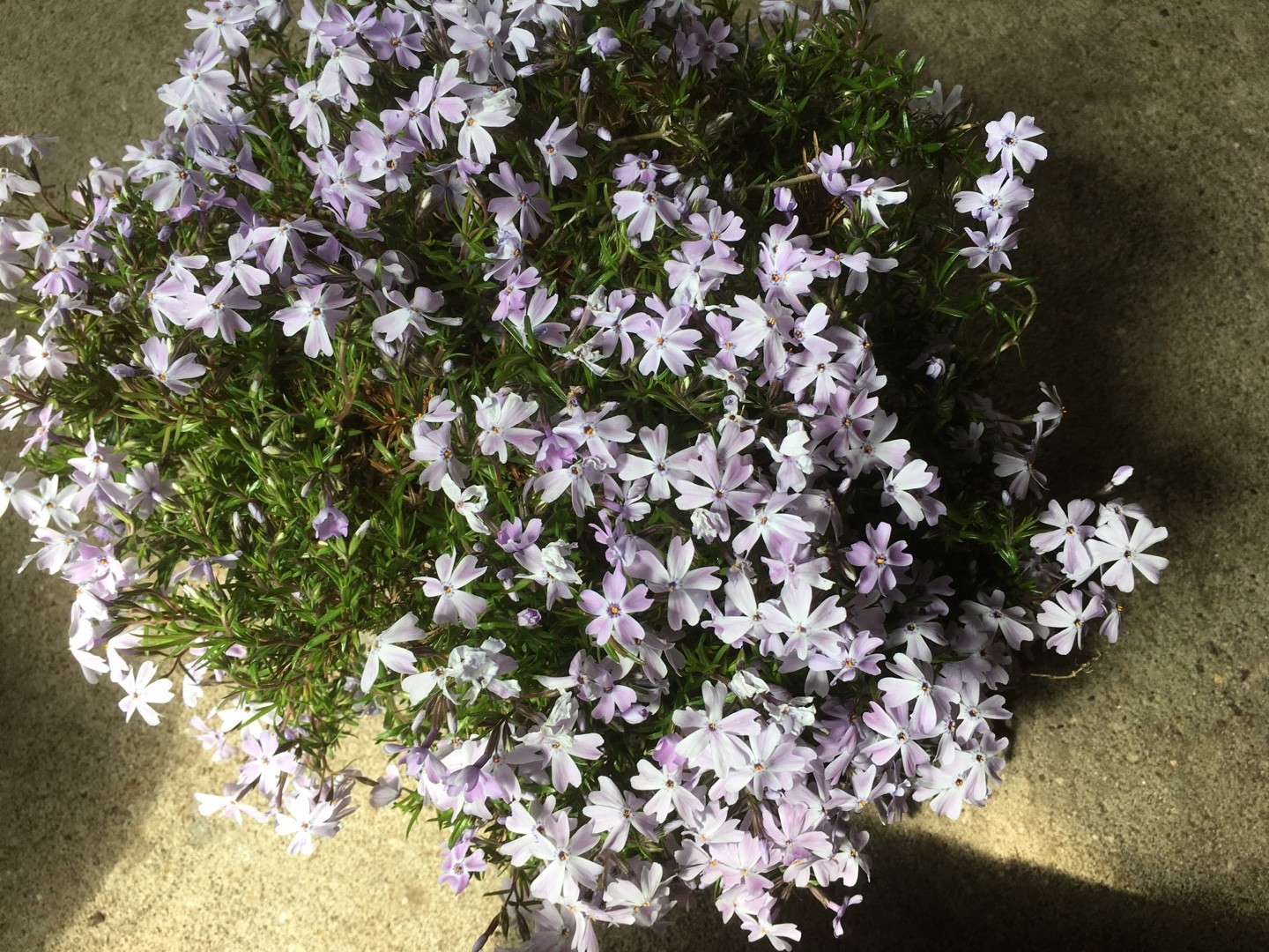 Phlox speciosa - PictureThis
