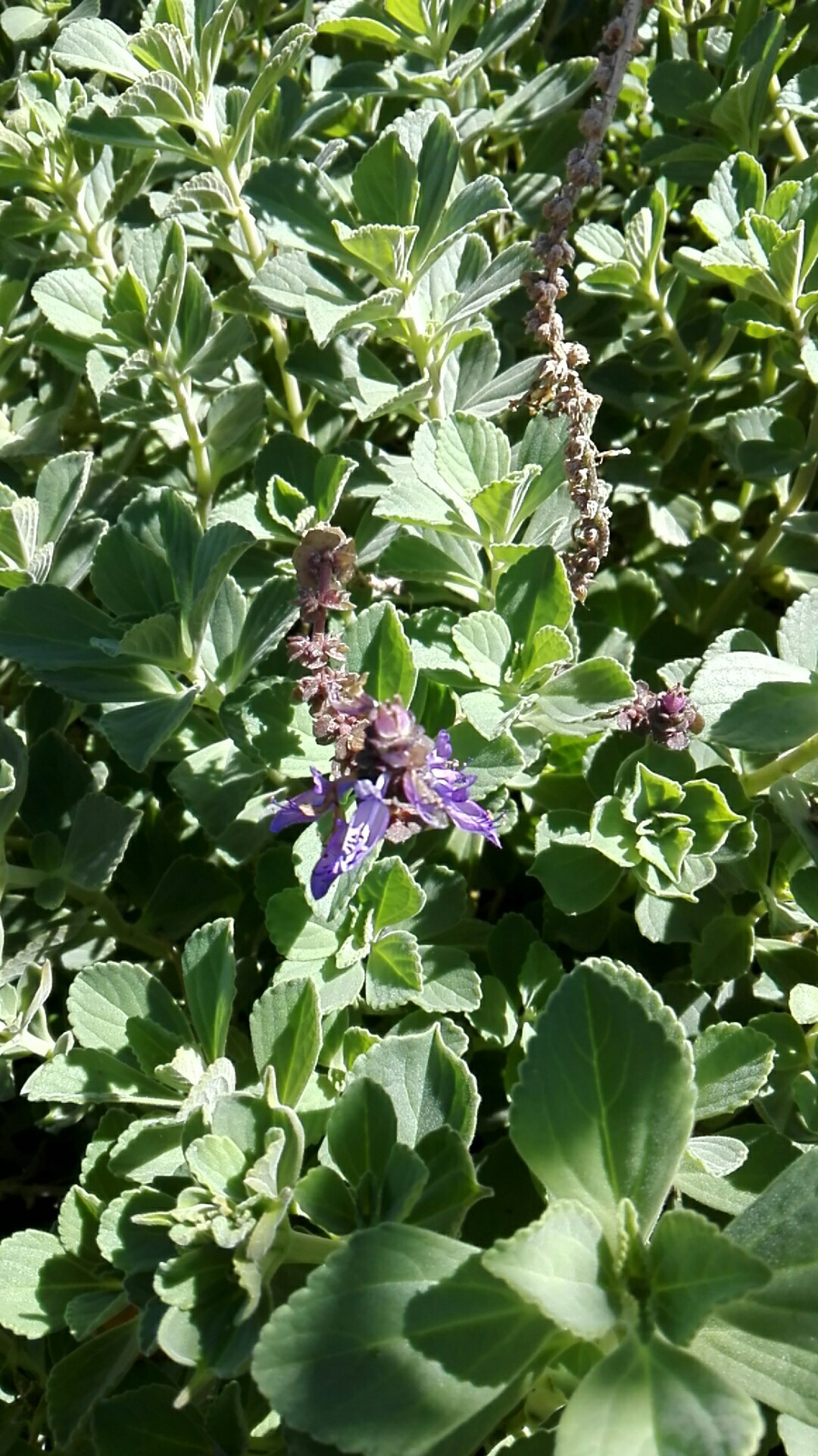 Plectranthus neochilus - PictureThis