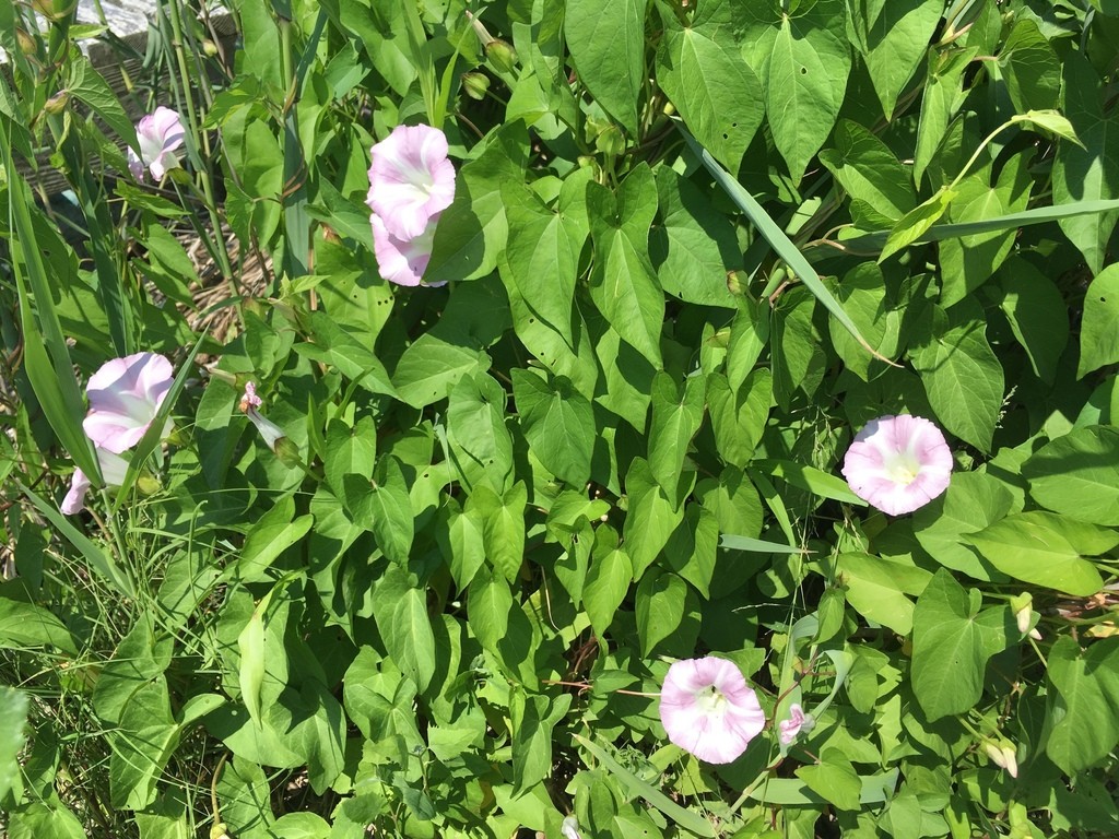 Hedge bindweed (Calystegia sepium) Flower, Leaf, Care, Uses - PictureThis