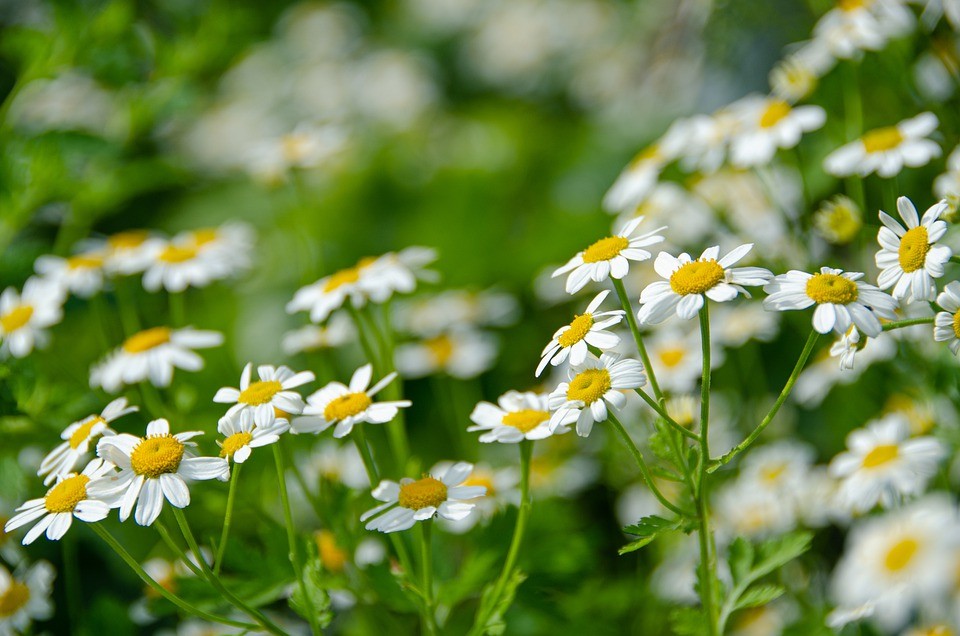 Altamisa (Tanacetum parthenium) - PictureThis