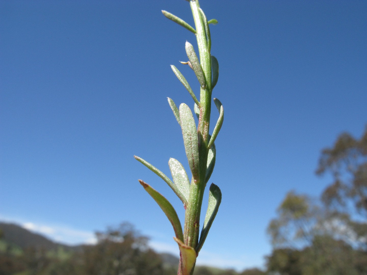 Stackhousia monogyna - PictureThis