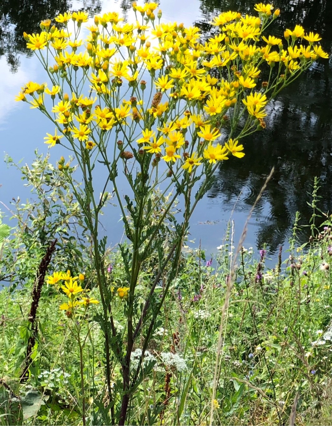 Hoary groundsel (Jacobaea erucifolia) Flower, Leaf, Care, Uses ...