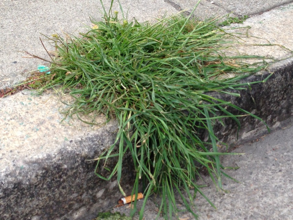 Monocotyledons (Liliopsida) Flower, Leaf, Care, Uses - PictureThis