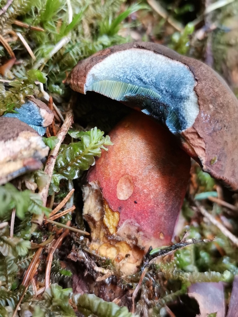 Neoboletus Flower, Leaf, Care, Uses - PictureThis