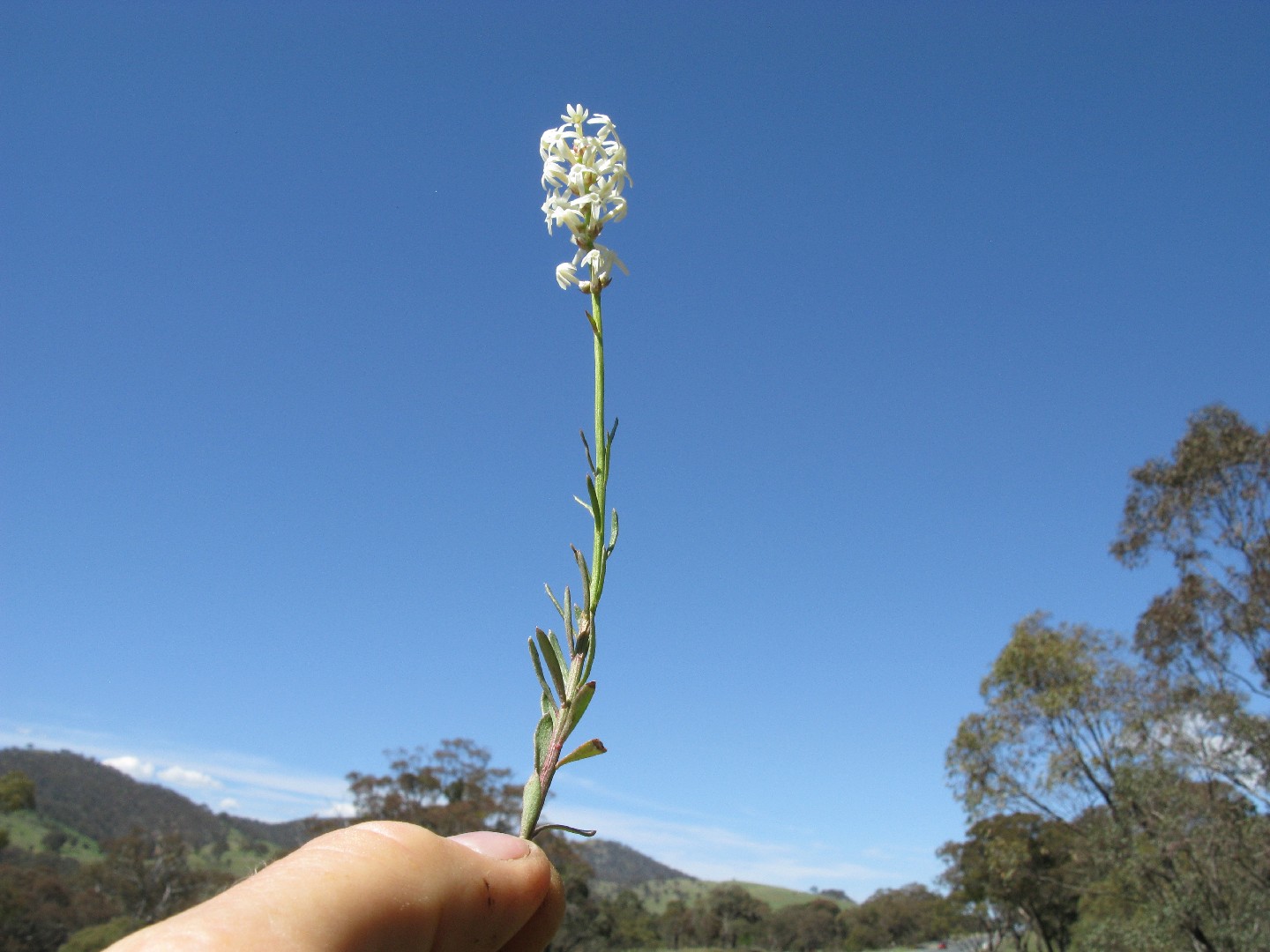 Stackhousia monogyna - PictureThis
