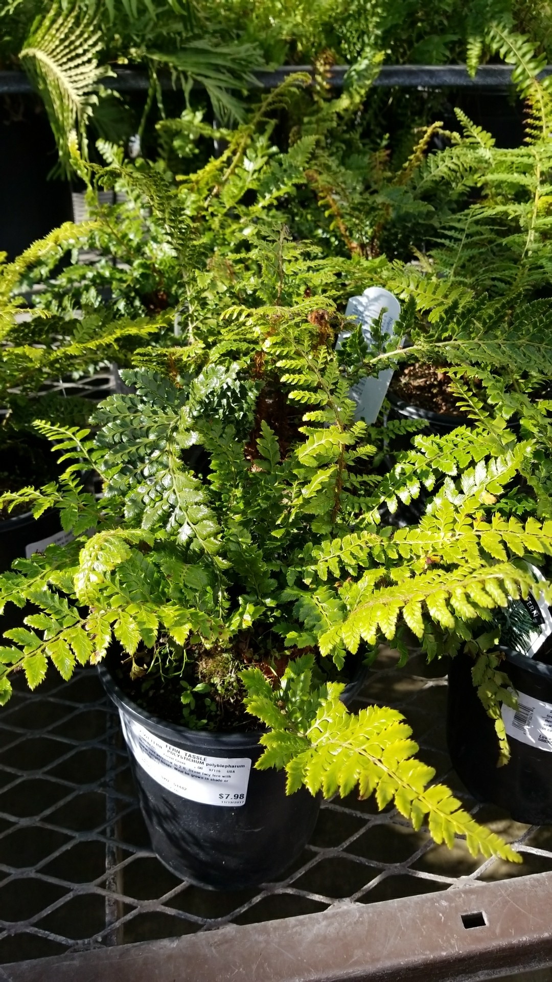 Píjaro (Polystichum setiferum) - PictureThis