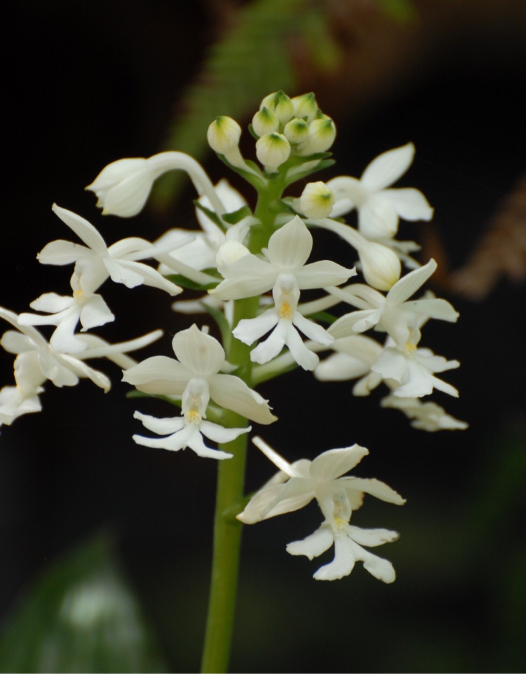 Calanthe triplicata - PictureThis