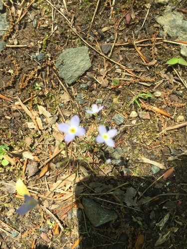How to Plant and Grow Azure bluet(Houstonia caerulea)