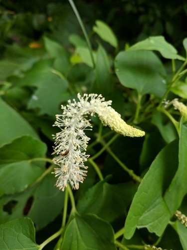 Lizard's tail (Saururaceae) Flower, Leaf, Care, Uses - PictureThis