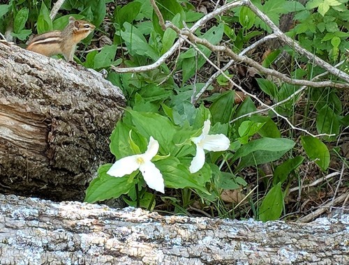 Trilio blanco (Trillium grandiflorum) - PictureThis