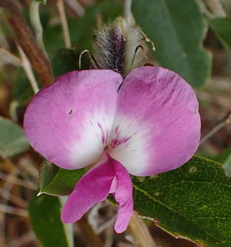 Podalyria calyptrata - PictureThis