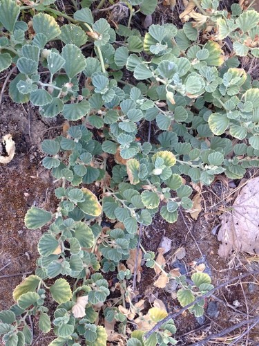 Malva rastrera (Malvella leprosa) - PictureThis