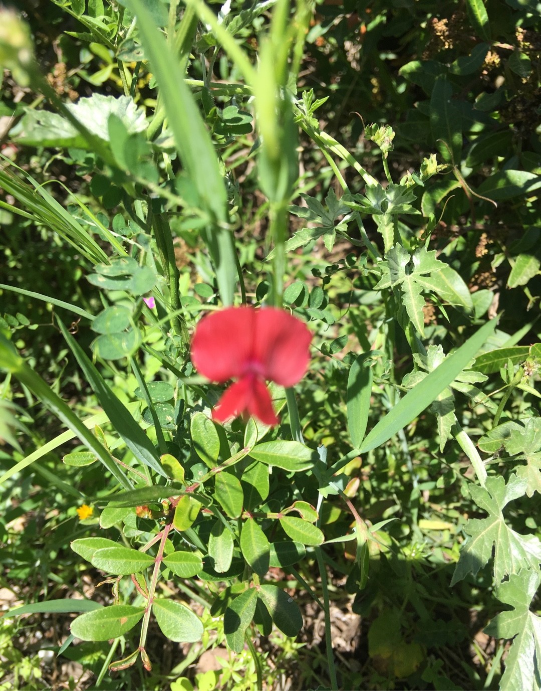 Red vetchling (Lathyrus cicera) Flower, Leaf, Care, Uses - PictureThis