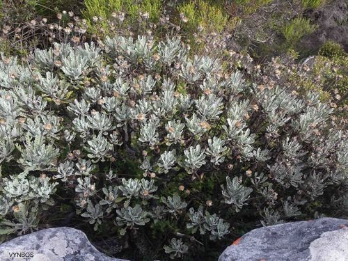 Grey-leaved euryops Care (Watering, Fertilize, Pruning, Propagation ...