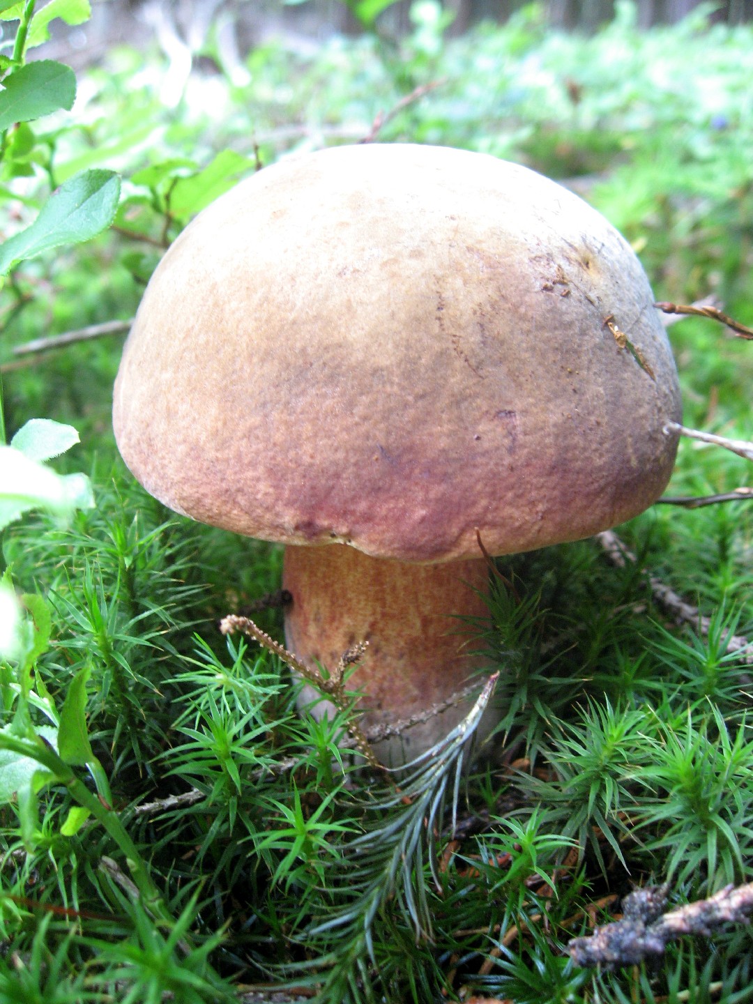 Neoboletus Flower, Leaf, Care, Uses - PictureThis