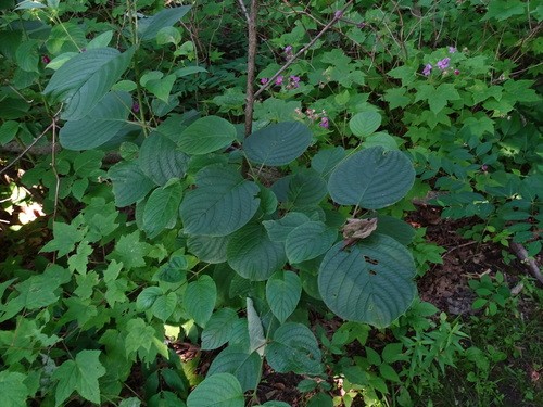 Cornus rugosa - PictureThis
