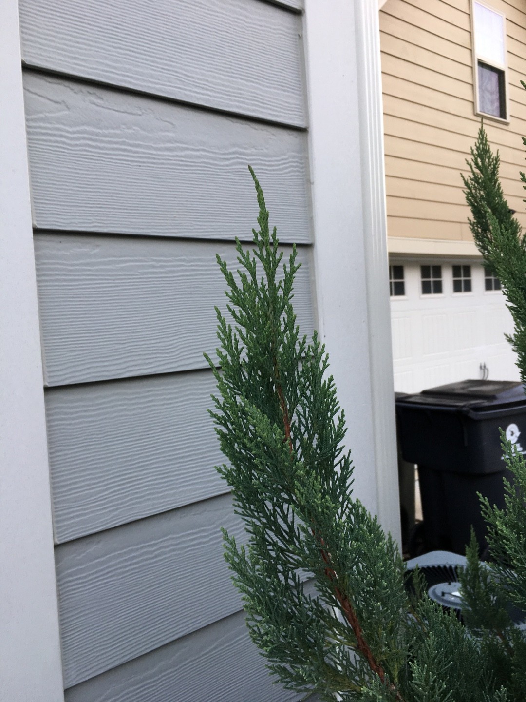 Cipreste-italiano (Cupressus sempervirens) - PictureThis