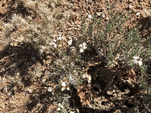 Hierba del burro (Zinnia acerosa) - PictureThis