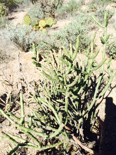 Choya arbusto (Cylindropuntia arbuscula) - PictureThis