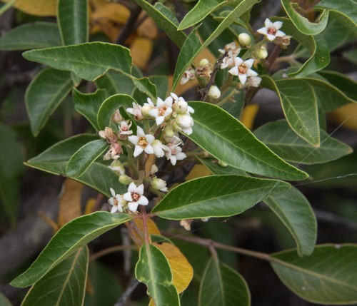 Rhus virens - PictureThis