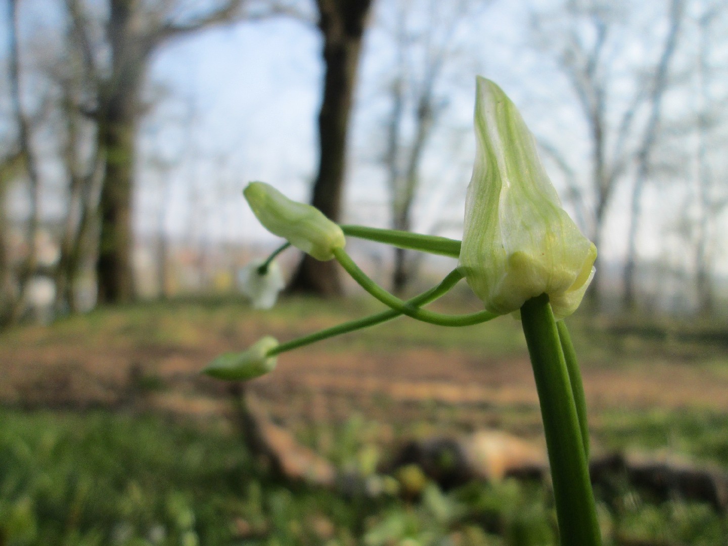 アリウム・パラドクム (Allium paradoxum) 花言葉，毒性，よくある質問 - PictureThis