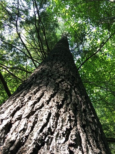 Pino blanco americano (Pinus strobus) - PictureThis