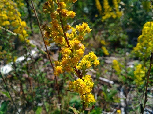 Vara de oro suave (Solidago puberula) - PictureThis