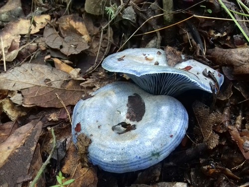 Hongo azul Cuidados (Plantando, Fertilizantes, Enfermedades) - PictureThis