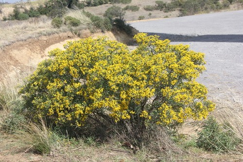 Chamizo blanco (Barkleyanthus salicifolius) - PictureThis