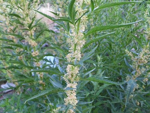 Datisca glomerata - PictureThis