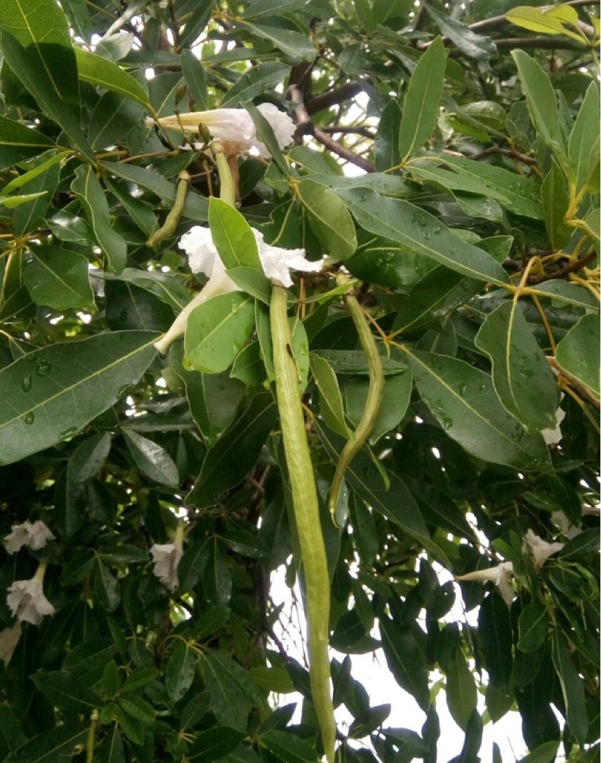 Roble blanco (Tabebuia heterophylla) - PictureThis