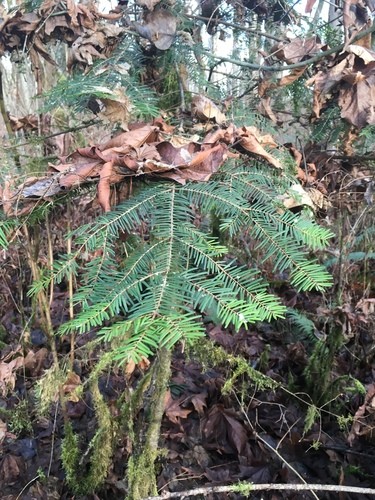 Grand Fir (Abies grandis) Flower, Leaf, Care, Uses - PictureThis
