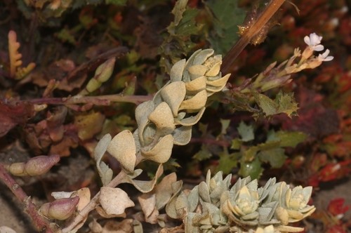 Atriplex leucophylla - PictureThis