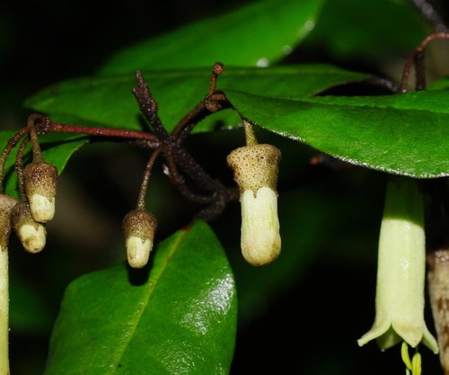 Australian fuchsia (Correa) Flower, Leaf, Care, Uses - PictureThis