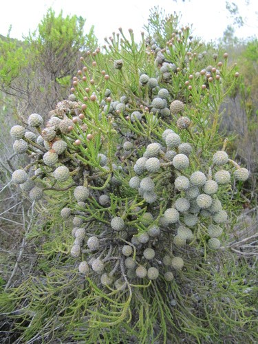 Brunia noduliflora - PictureThis