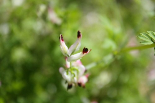 White ramping fumitory (Fumaria capreolata) Flower, Leaf, Care, Uses ...
