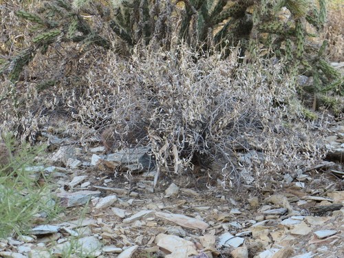 Triangle bursage (Ambrosia deltoidea) Flower, Leaf, Care, Uses ...