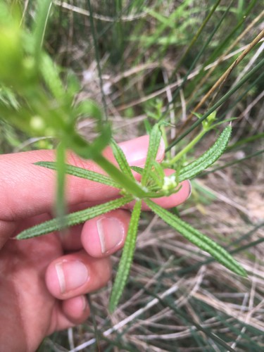 Cleavers (Galium aparine) Flower, Leaf, Care, Uses - PictureThis