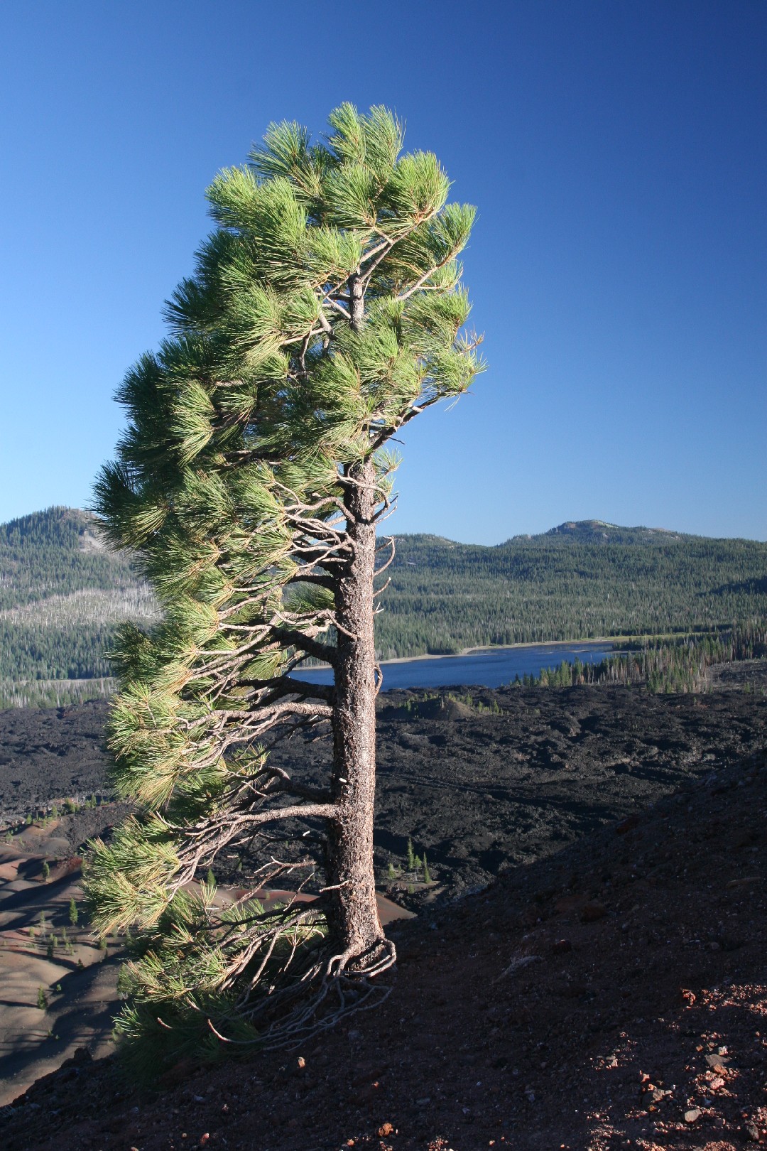 Pinus jeffreyi - PictureThis
